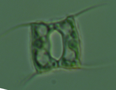 Water Quality – CWA